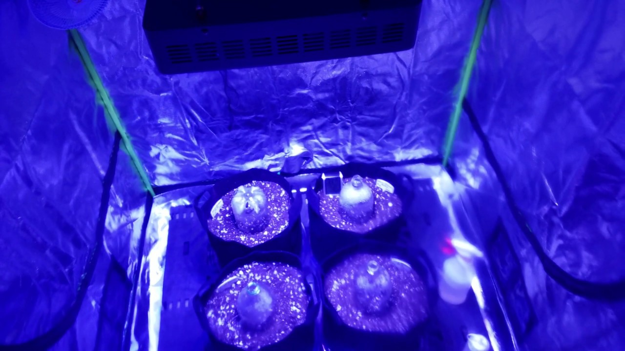 Blue Dream Autoflower grow series, Week 1, day 2 - YouTube