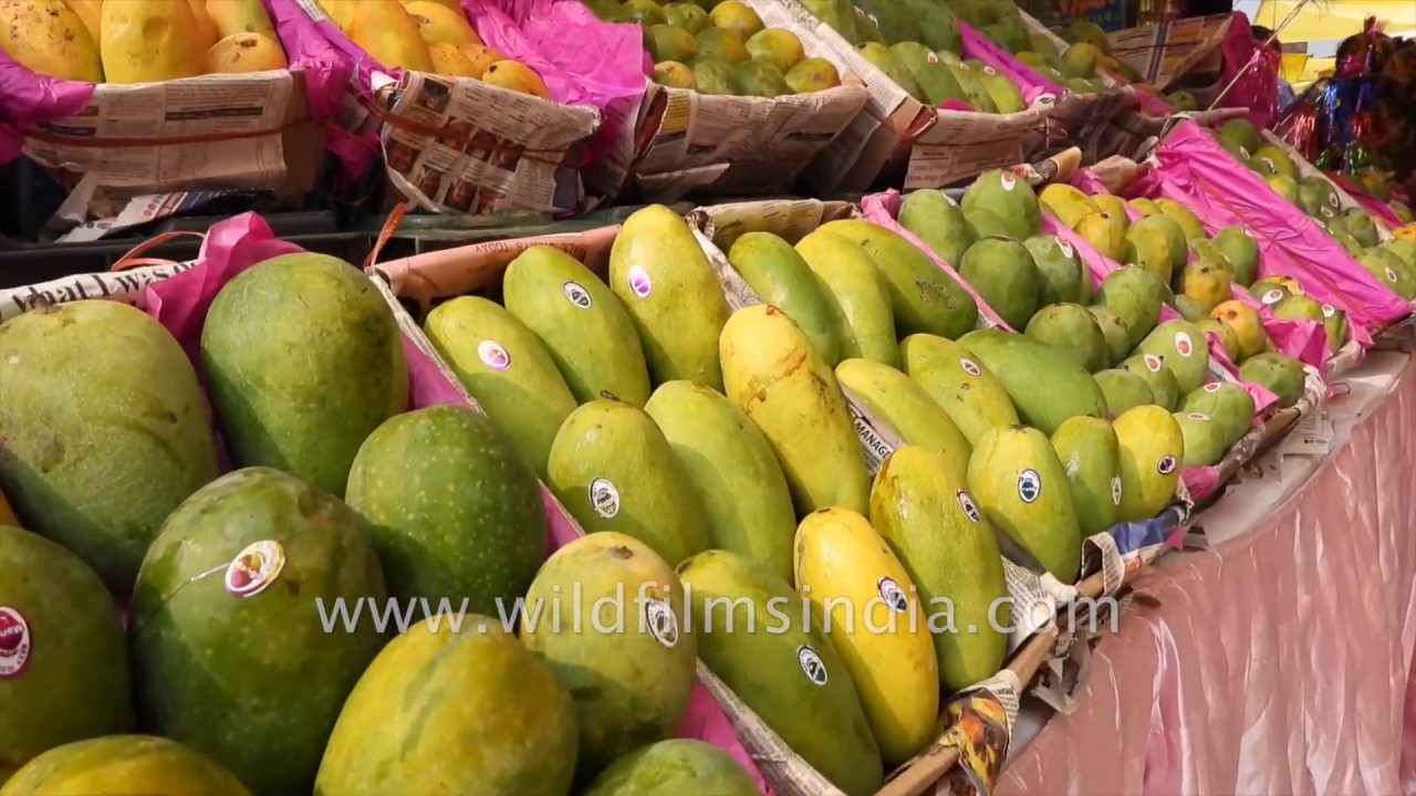 Mango festival - India celebrates the king of fruit as a cultural ...