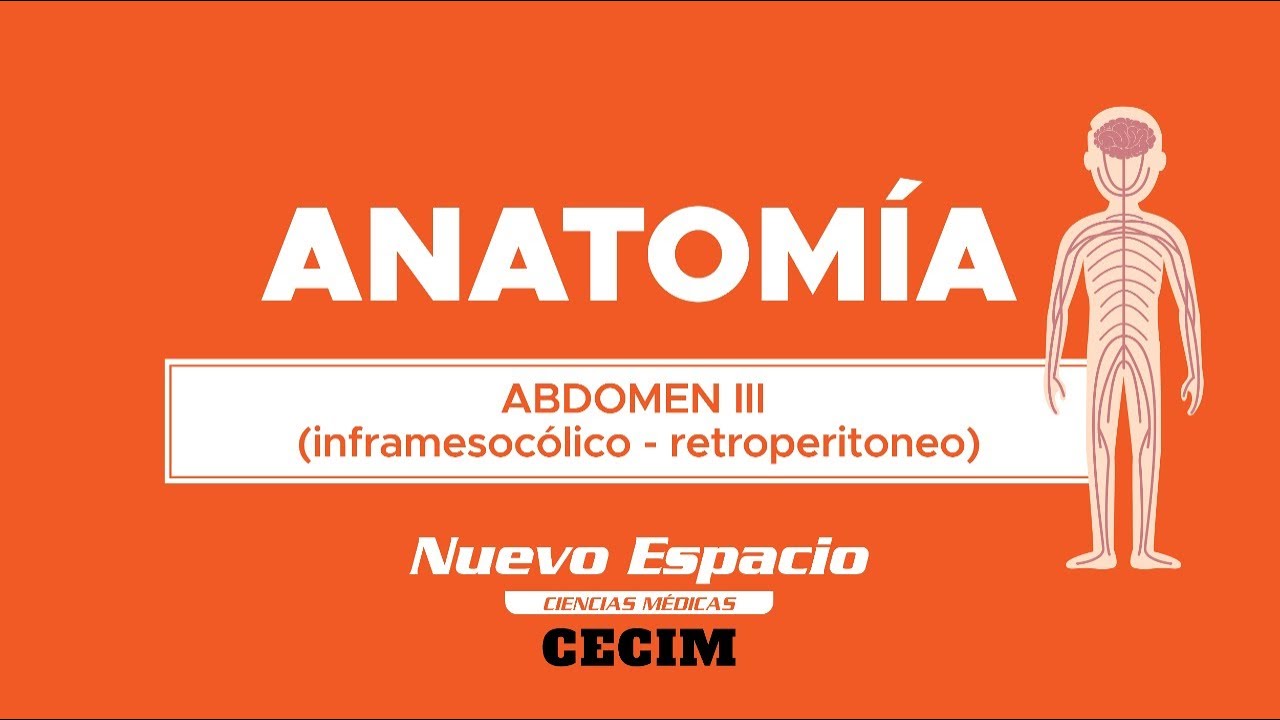 PARALELO DE ANATOMÍA: ABDOMEN 3 - YouTube
