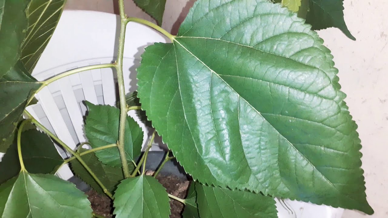 O Segredo para que o seu pé de amora frutifique o ANO inteiro e tenha ...