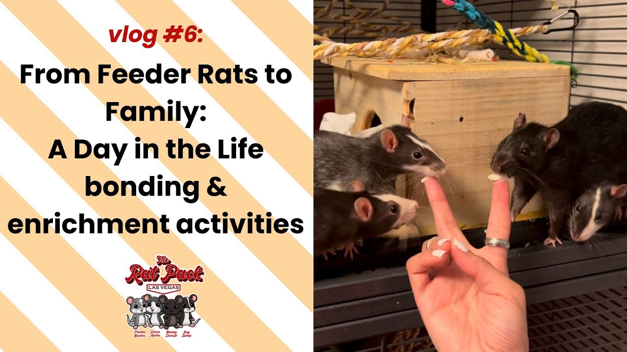 Adopting Feeder Rats & Giving Them the Best Home | Day in the Life of ...