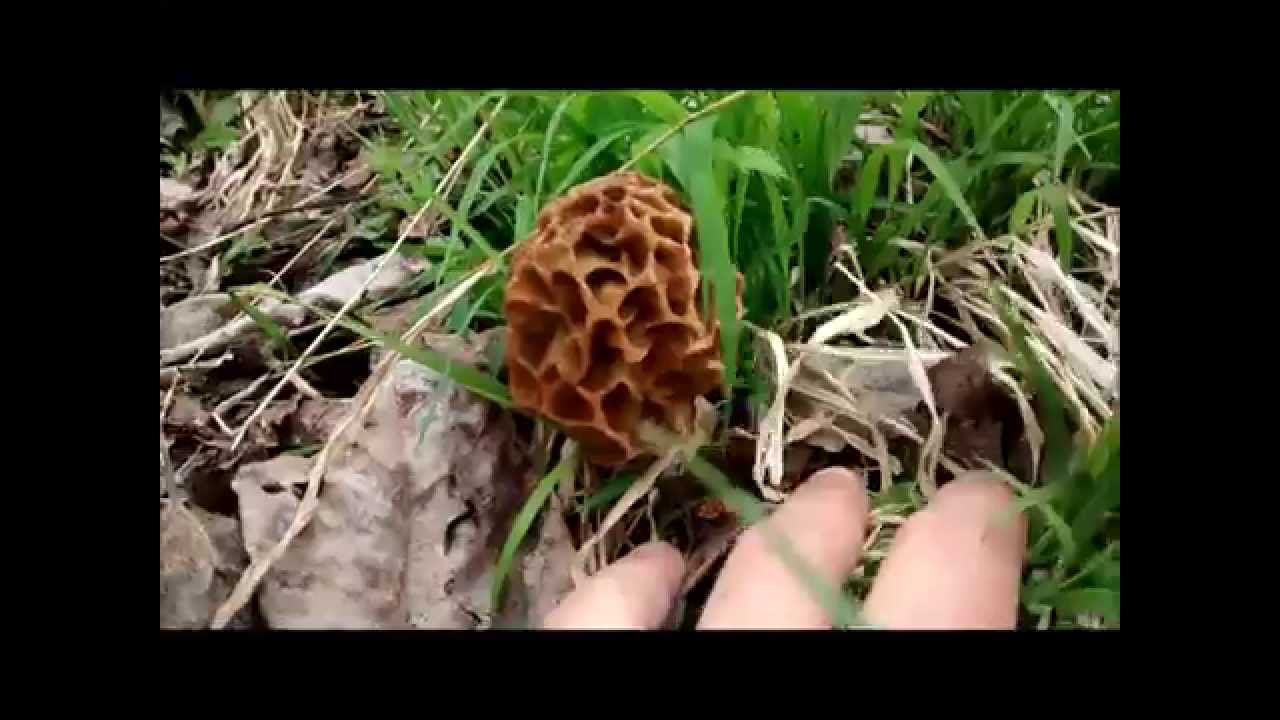 BUSCANDO MORCHELLAS 2015 . COLMENILLAS , MURGULAS... - YouTube