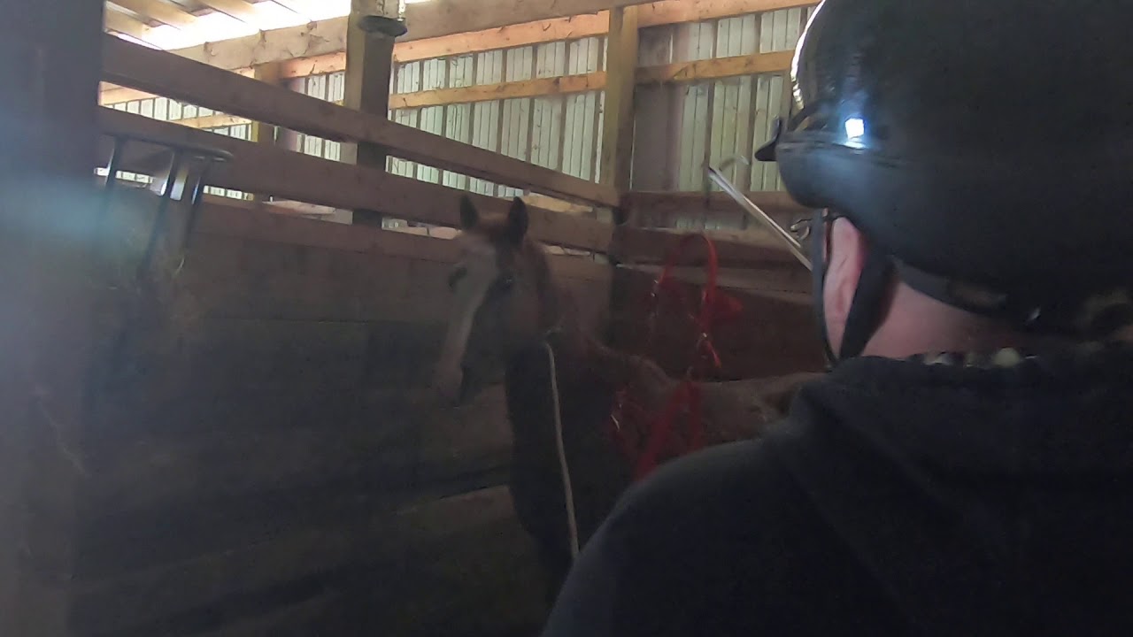 Haltering a wild horse. Part 1 - YouTube