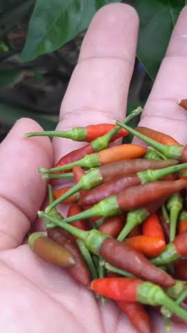 #siling bisaya #shortsviral #trending #chitranvlog - YouTube