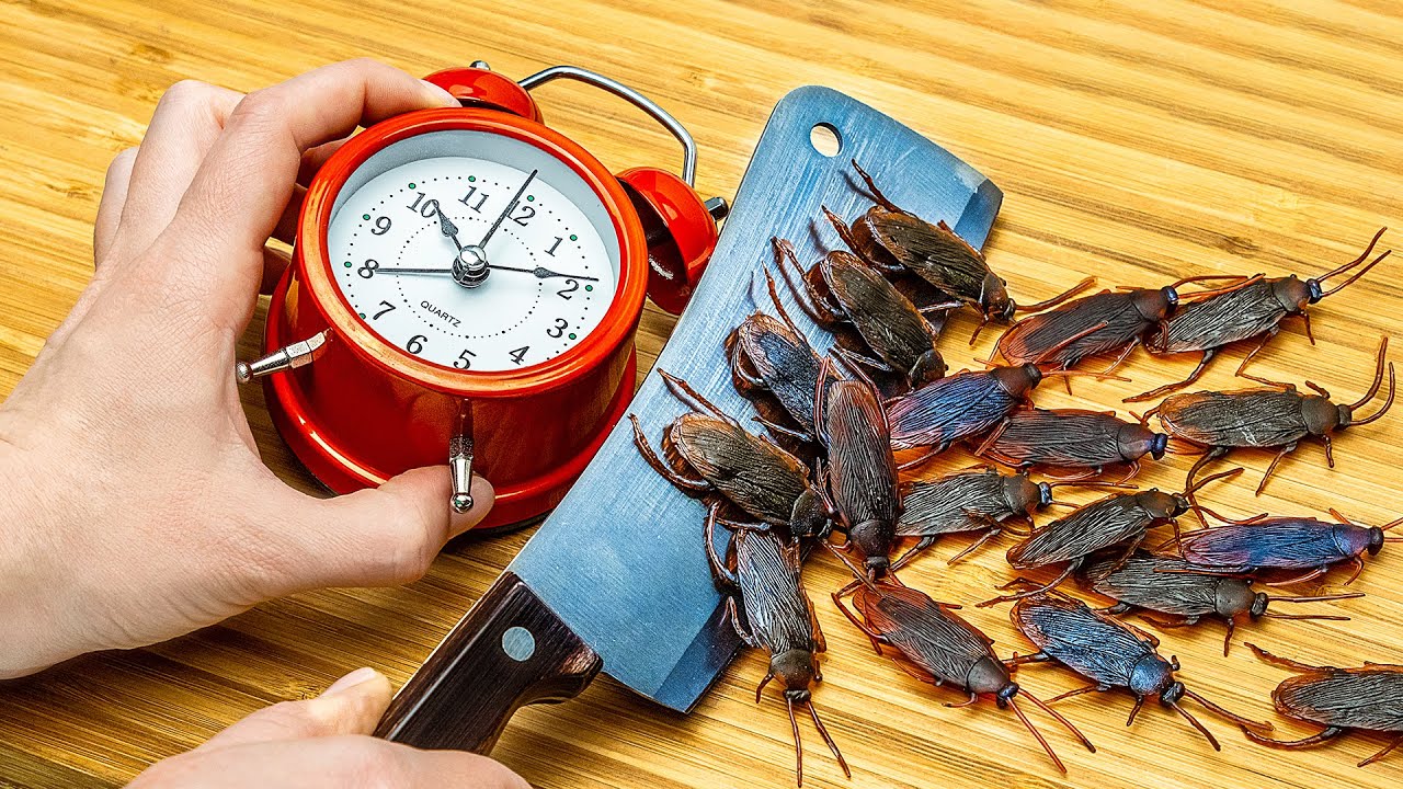 Crunchy Insects With Money Sandwich🕷🥪 - YouTube