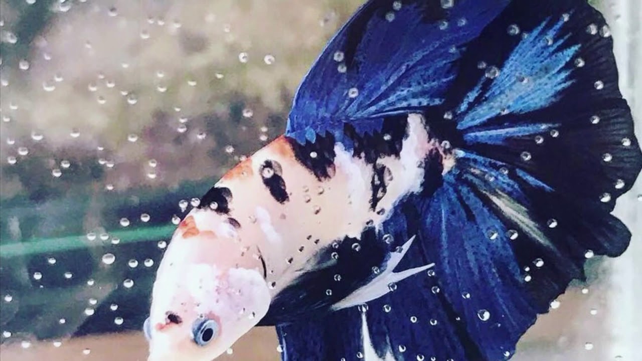 Petting my Betta Fish - YouTube