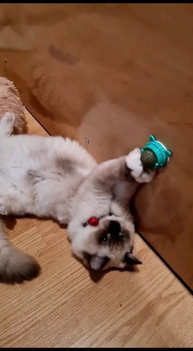 FIRST TIME TRYING CATNIP #cat #funny #catnip - YouTube