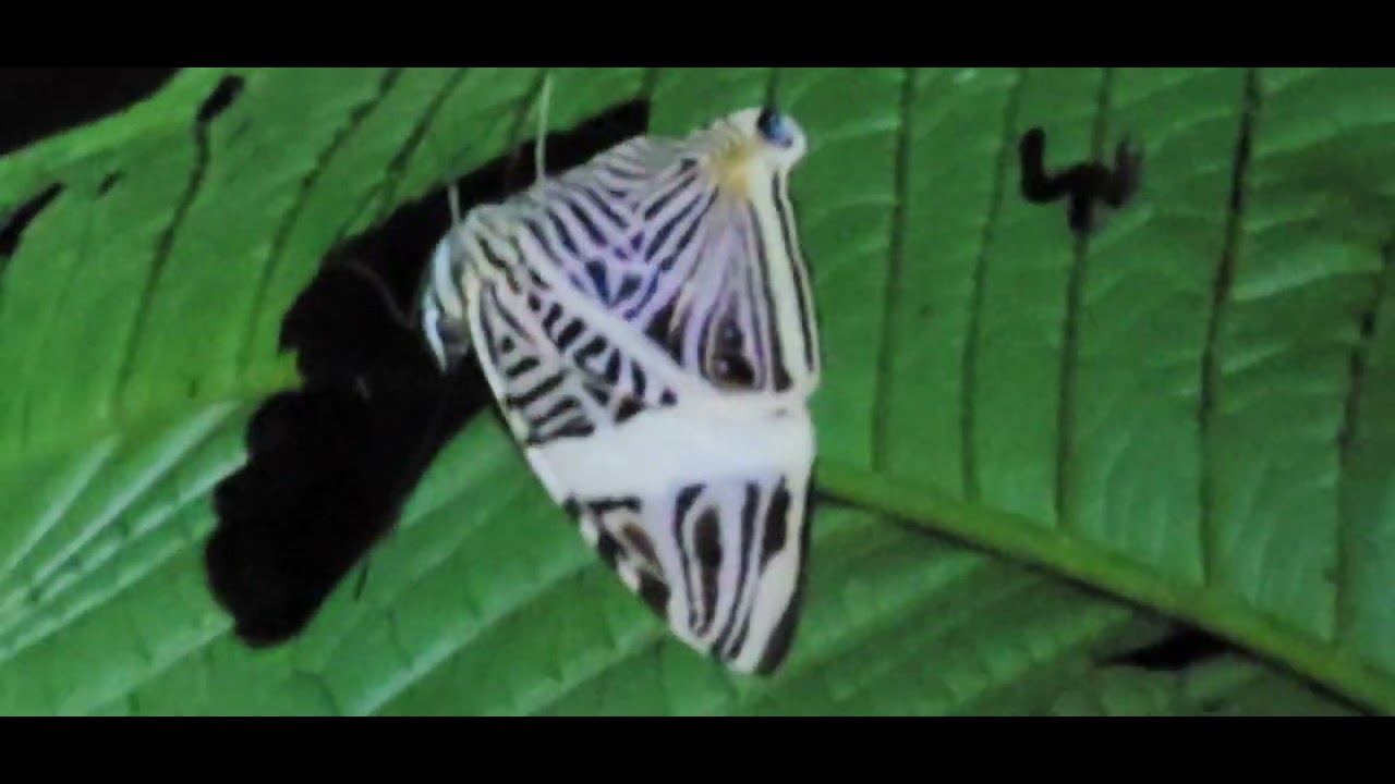 Colobura dirce beauty butterfly. - YouTube