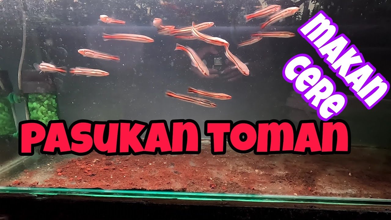 PASUKAN TOMAN - YouTube