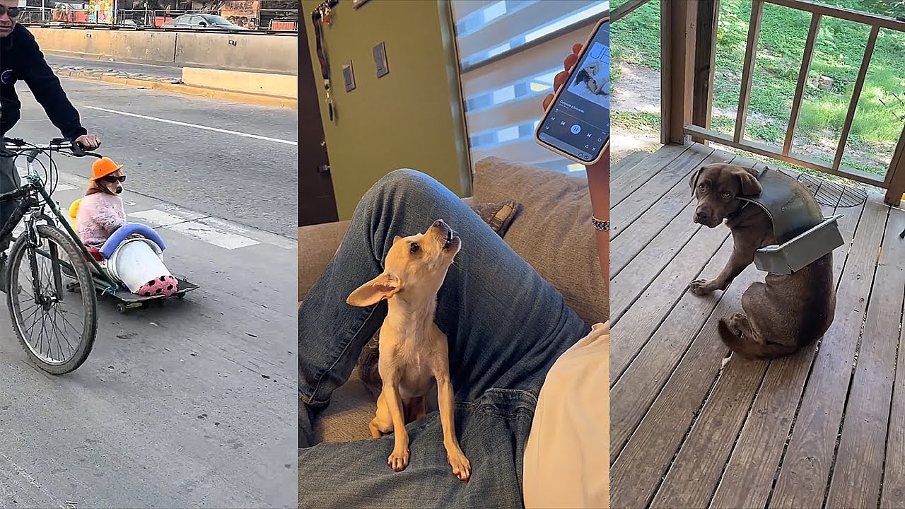 When Your Dogs Give You An Attitude! - YouTube