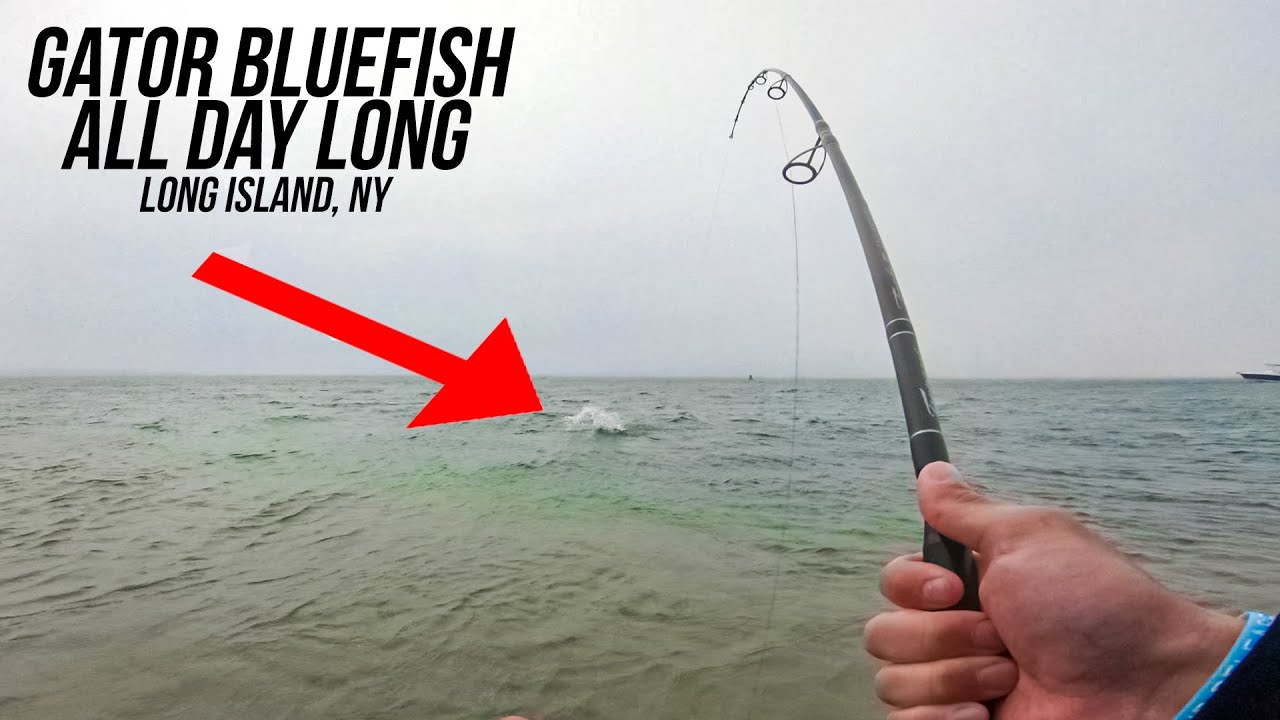 GATOR BLUEFISH ALL DAY - LONG ISLAND SURF FISHING 2020 - YouTube