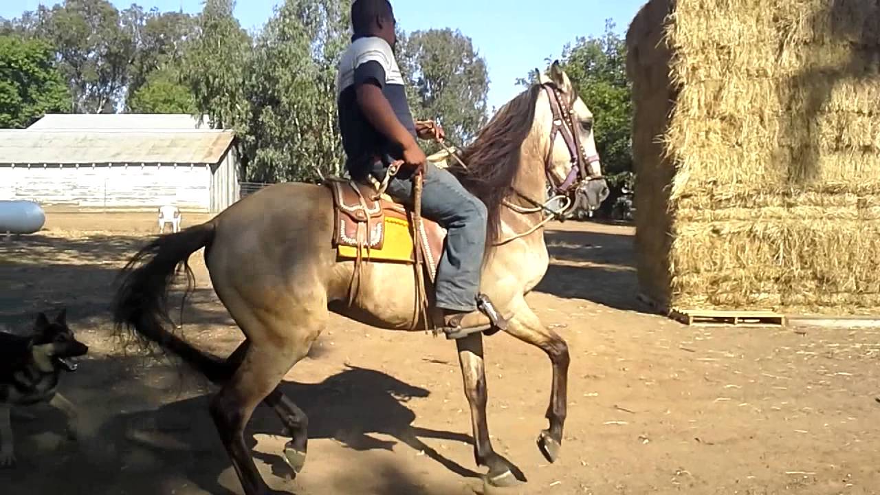 Bailando el cabayo el lobito - YouTube