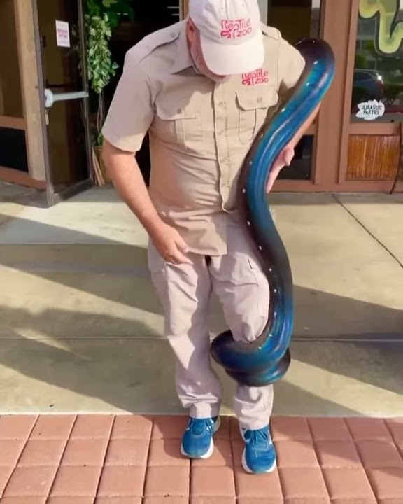 Iridescent polkadot python (blue python) - YouTube