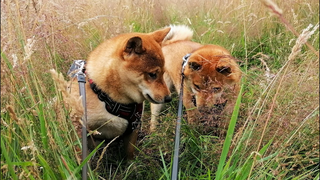 Shiba Inu fun time in the tall grass - YouTube