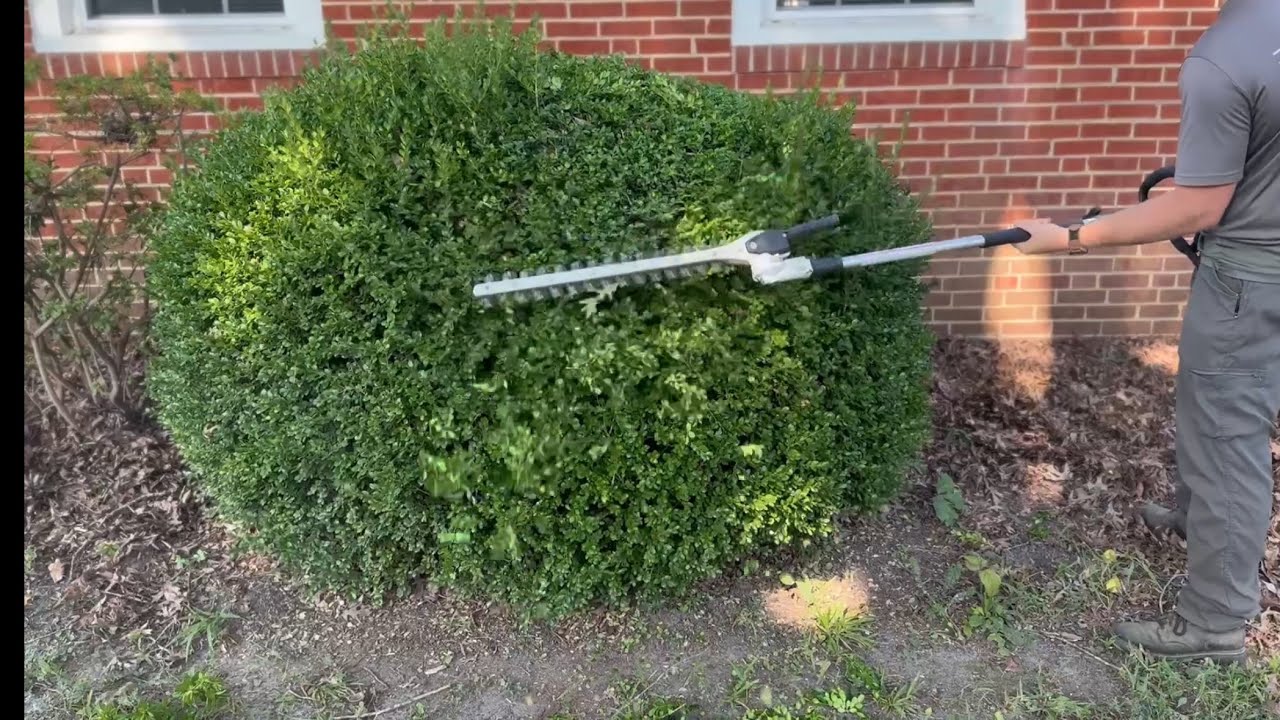 How to Hedge trimming a boxwood - YouTube