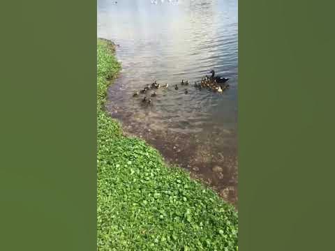 Getting my Ducks in a Row . . . Marching Orders . . . . . - YouTube