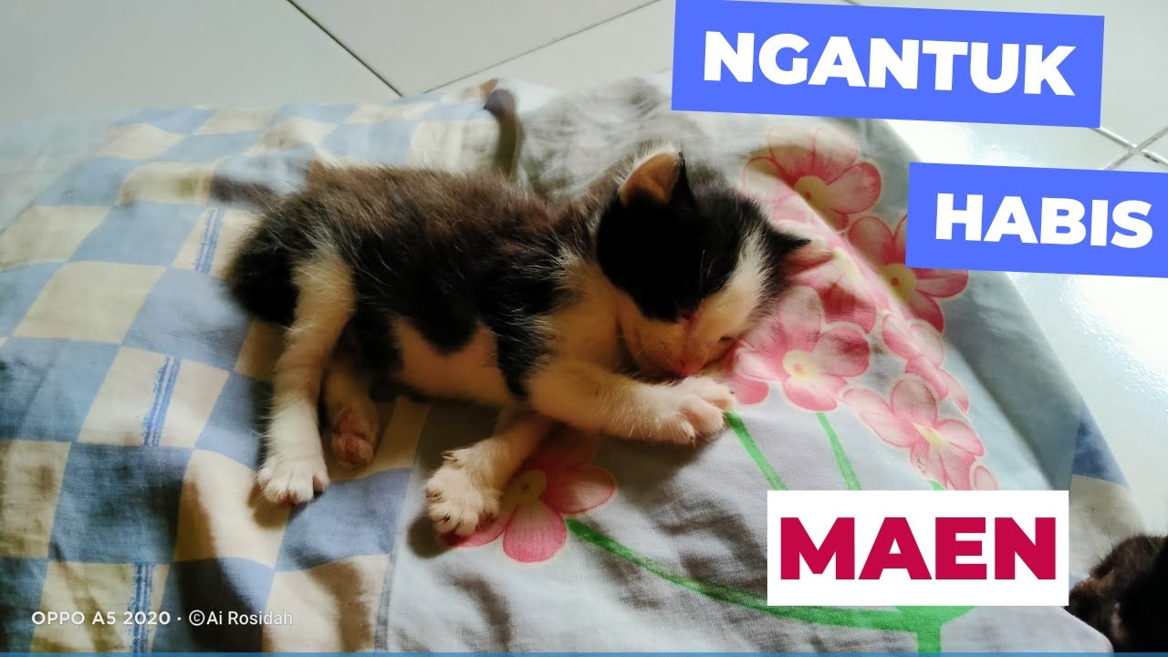 anak kucing ngantuk sampai tertidur - YouTube