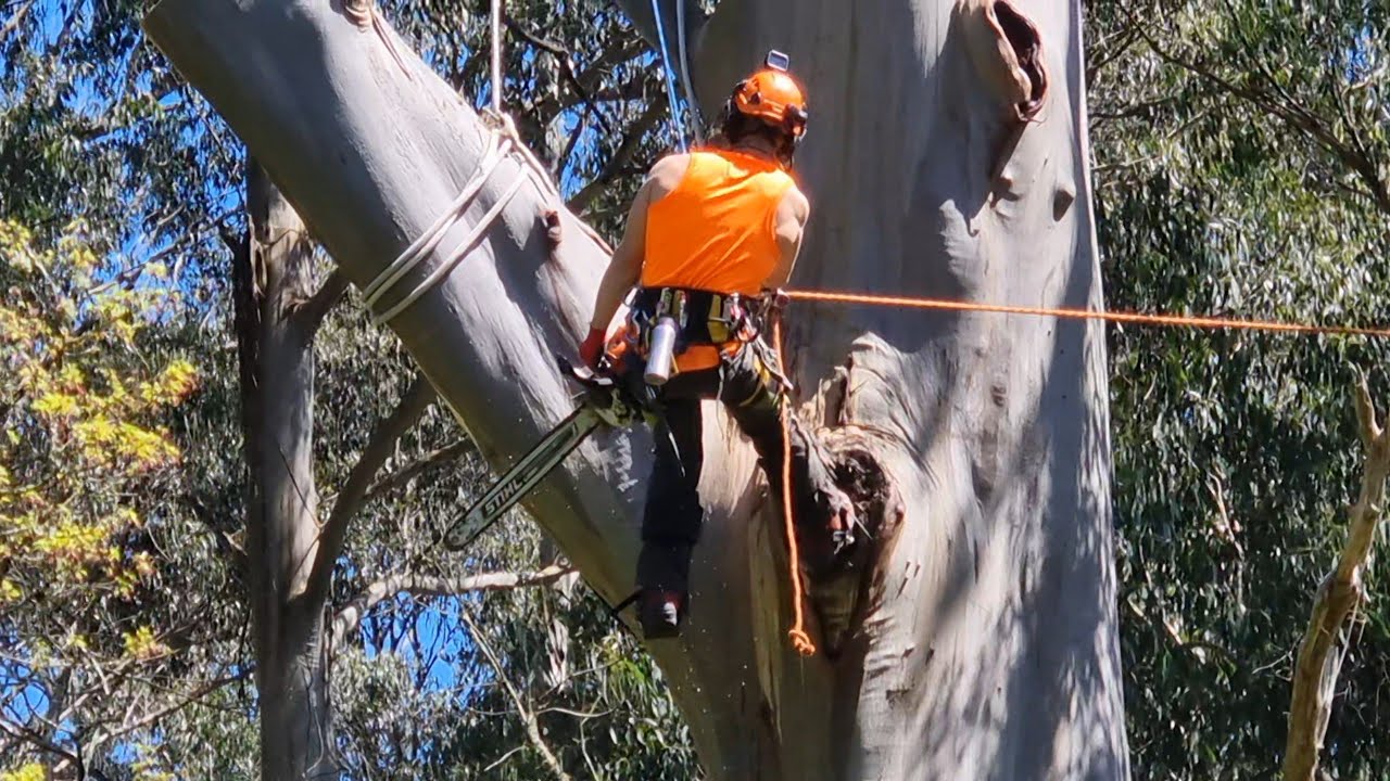 Big Tree cutting: 500i pruning saw - YouTube
