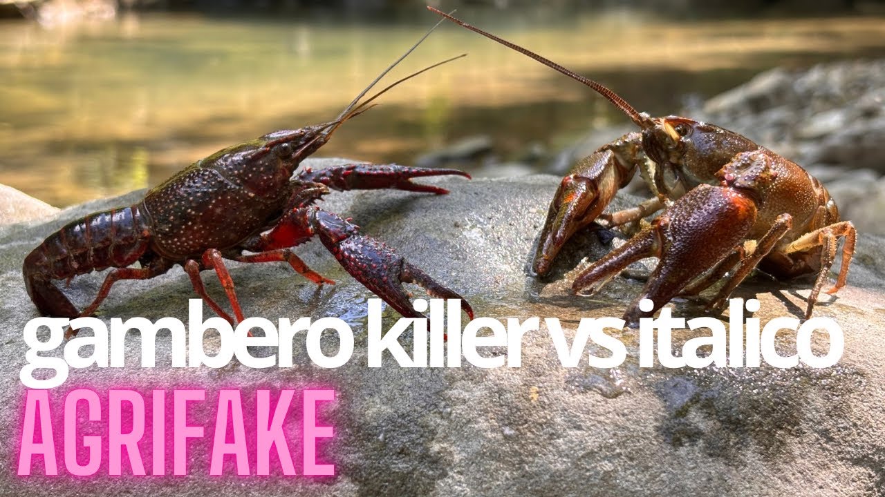 GAMBERI DI FIUME 🦐GAMBERO KILLER (DELLA LUISIANA) VS GAMBERO AUTOCTONO ...