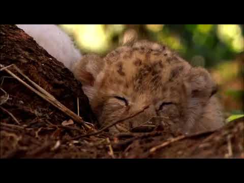 White Lion   Full Movie 640x360