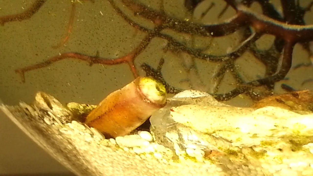 Baby Halocaridina rubra opae'ula crevettes et leurs bébés, globe ouvert ...