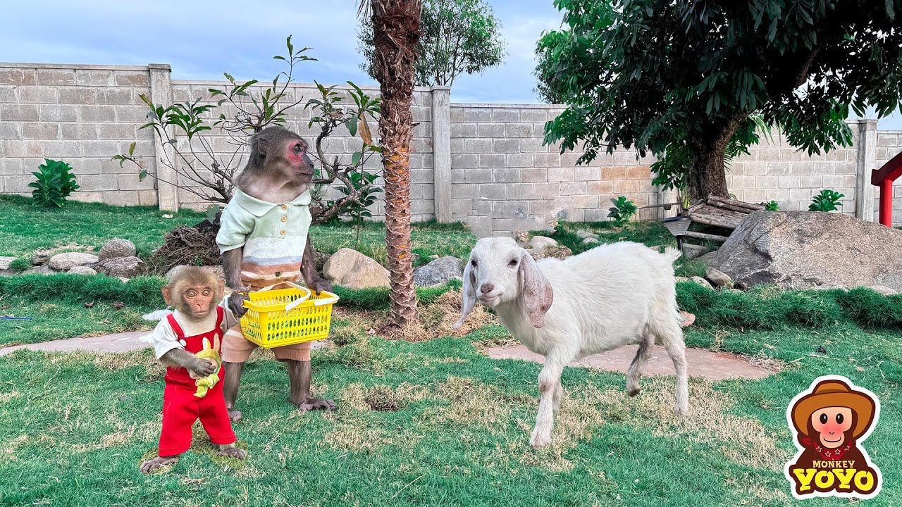 YoYo Jr harvests beans to cook for monkey YiYi and goat - YouTube