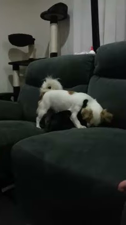 Amazing cat beats up dog in fight - YouTube