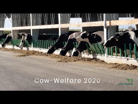 Cow Welfare 2020