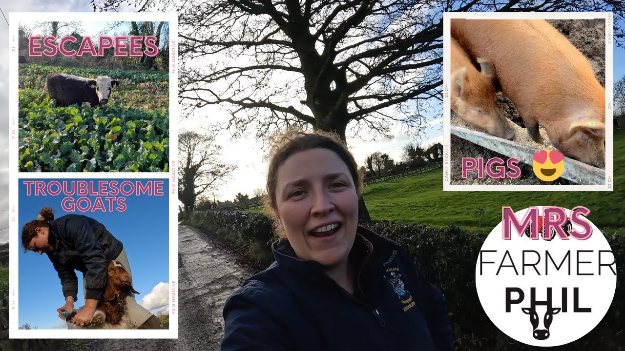 A DAY WITH MRS FARMER PHIL ON THE FARM- CATTLE, PIGS, GOATS, CHICKENS ...