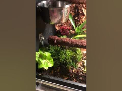 Custom baby biak green tree python enclosure - YouTube