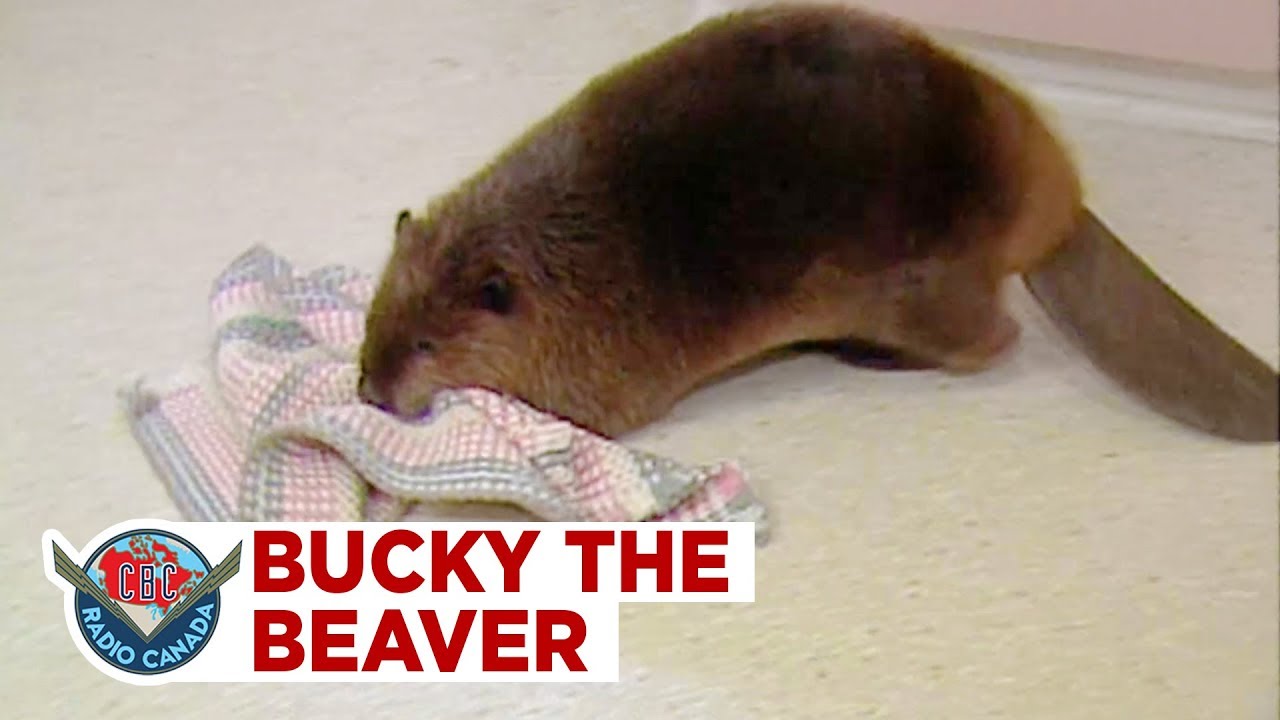 Bucky the Beaver who lived with a family and built dams in their home ...