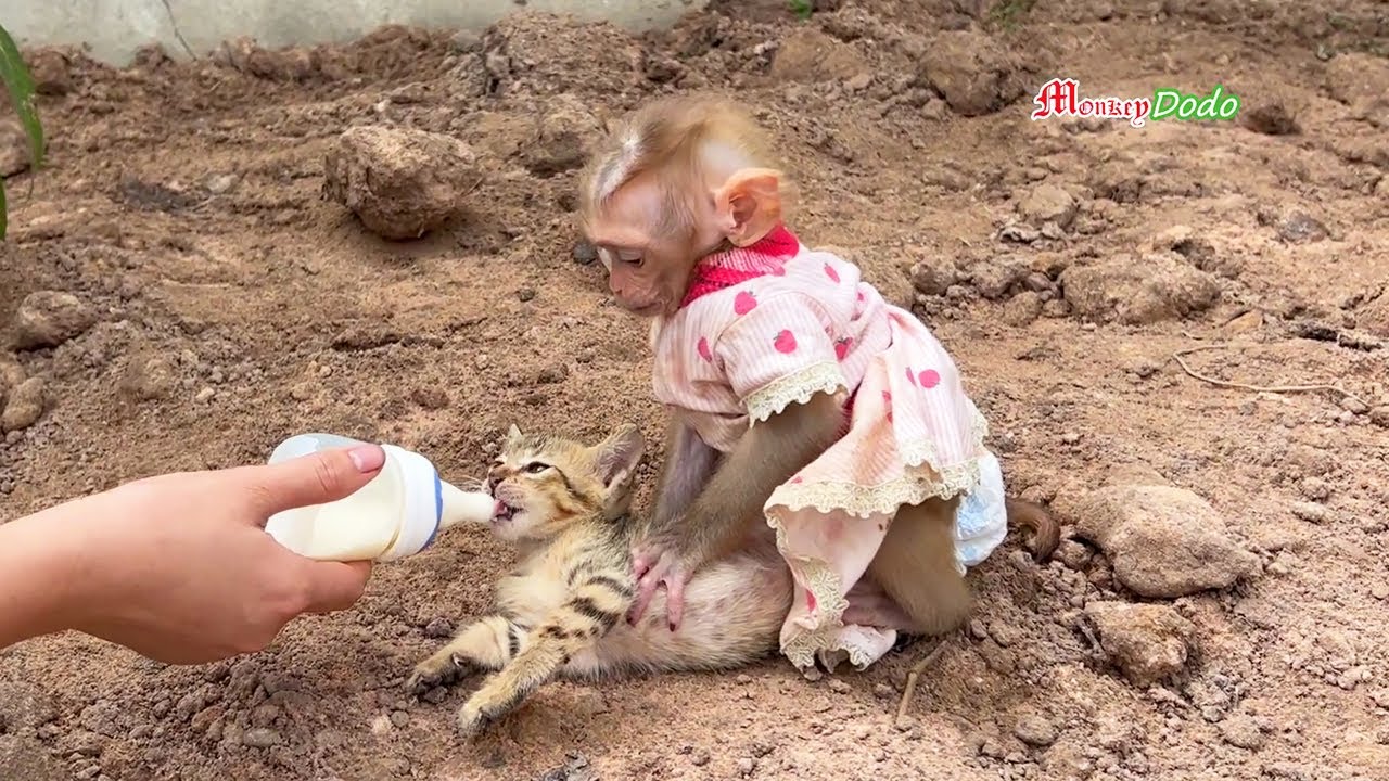 Very Amazing Adorable Jenn Cuddle Beby Cat For Mom Feed Milk - YouTube