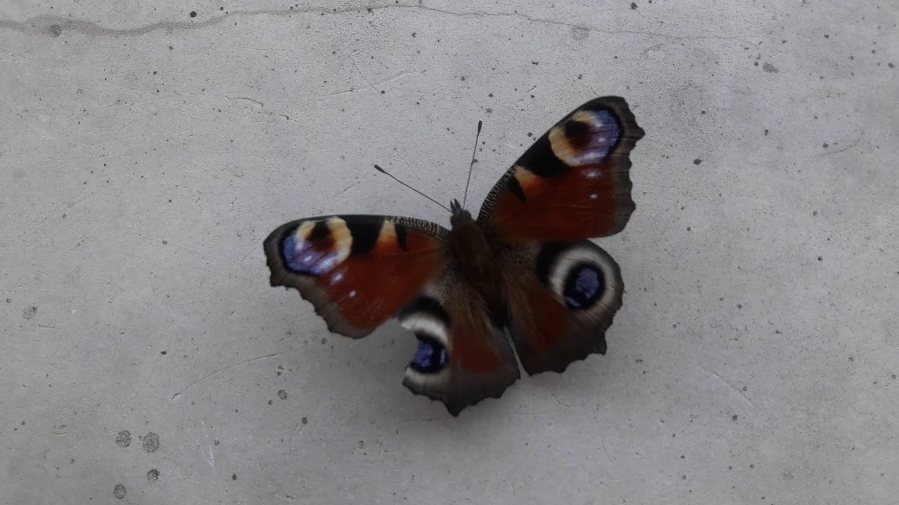 Butterfly wings sound - YouTube