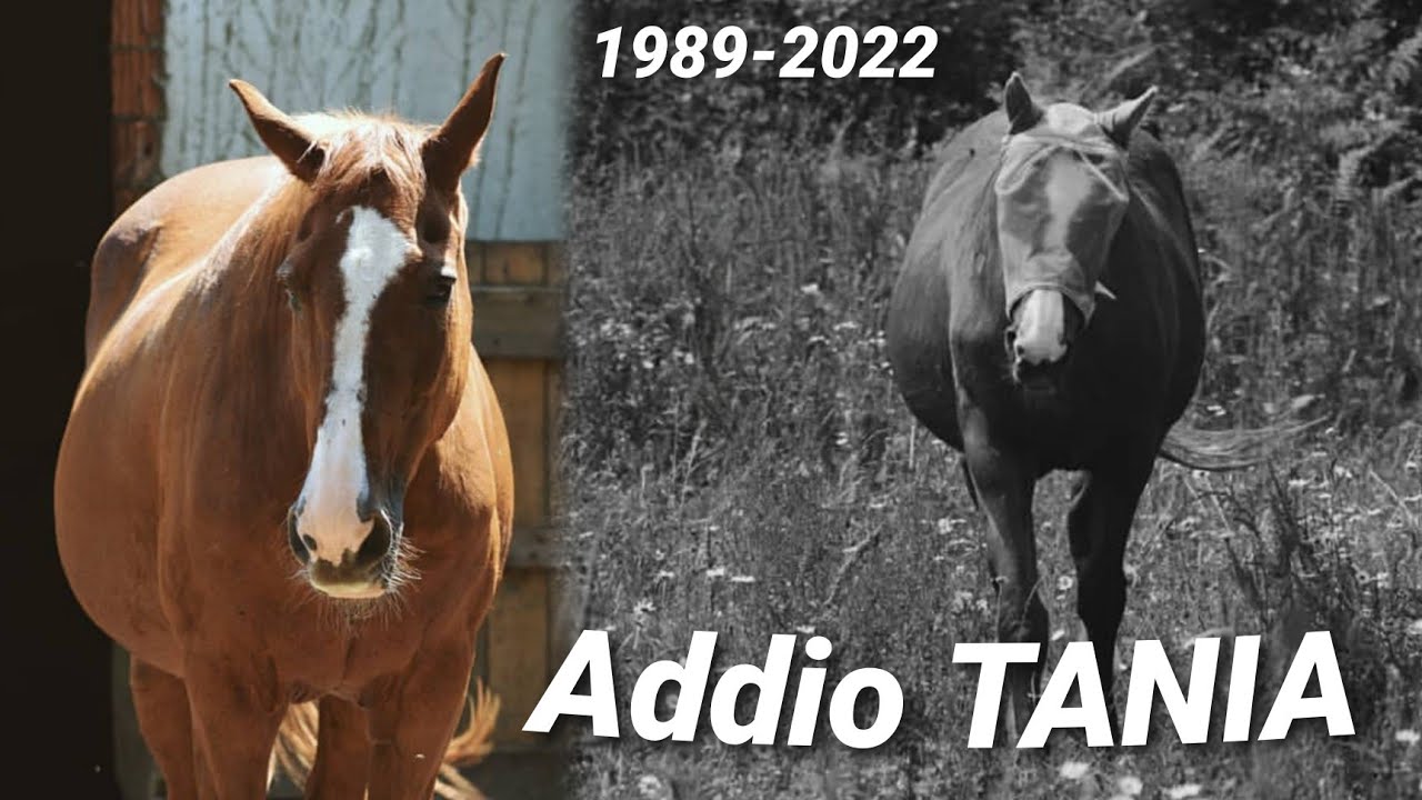 Addio Tania... (Tania del Monte 1989-2022) | Sara Aventino - YouTube