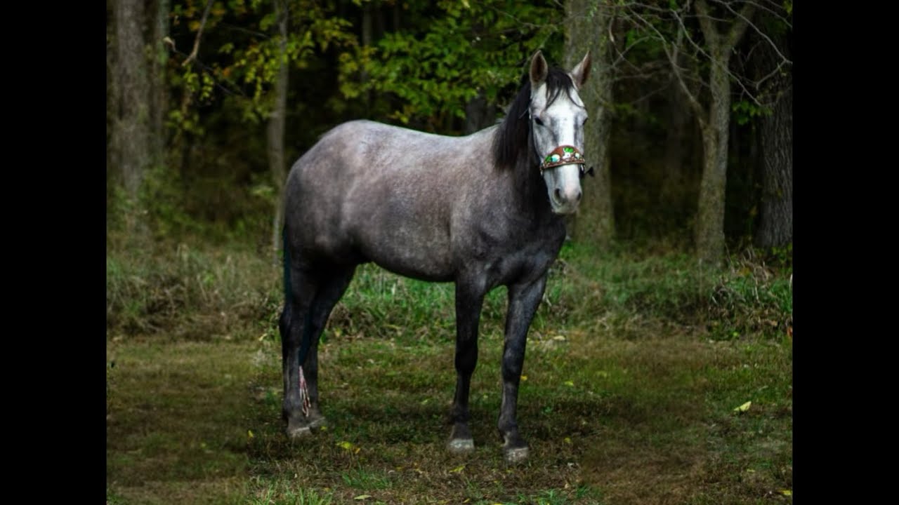 NEVADA SILVER RUSH - 2021 MUSTANG GELDING - YouTube