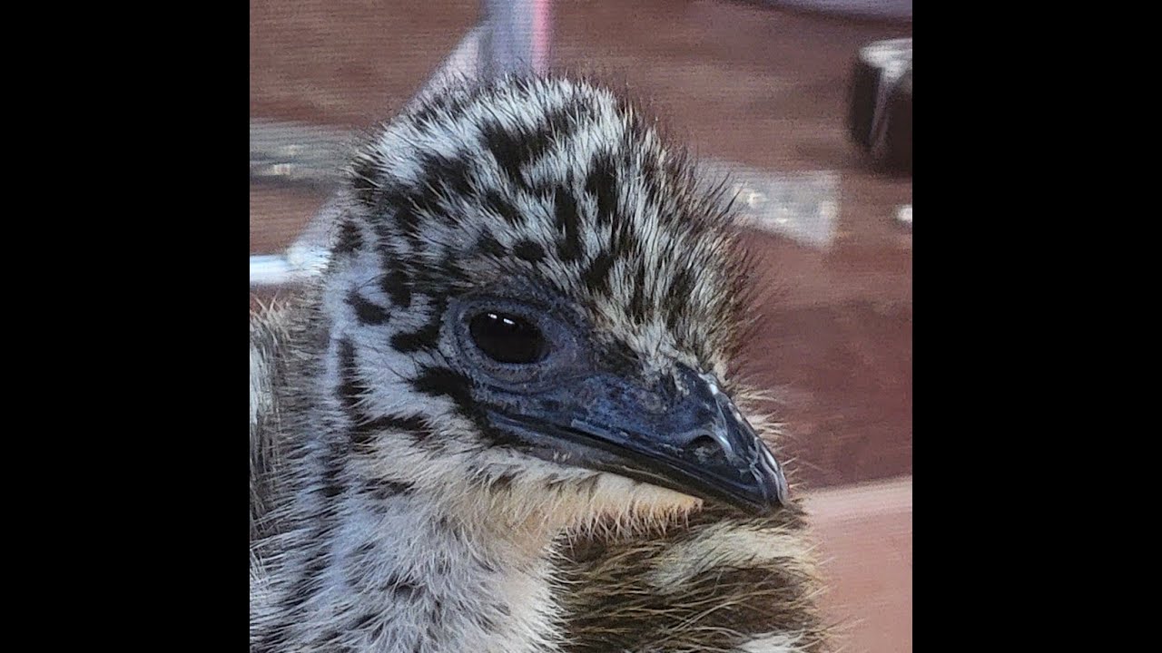 Emu Hatching at Equiheart Farms, LLC - YouTube