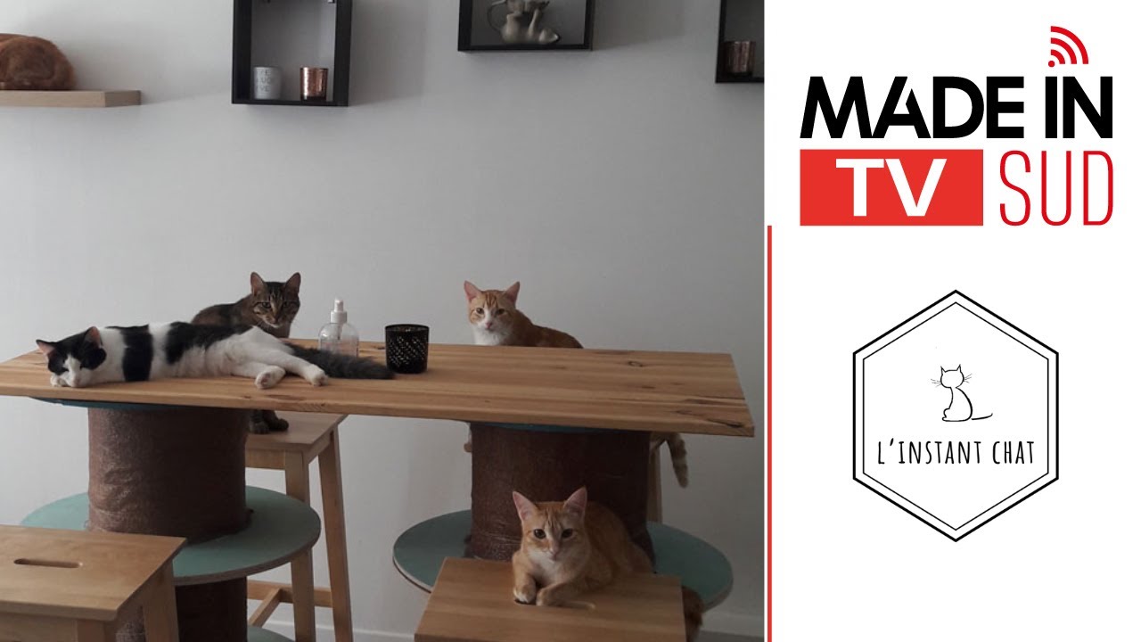 L' Instant Chat : le Bar à Chats unique du Var ! - YouTube