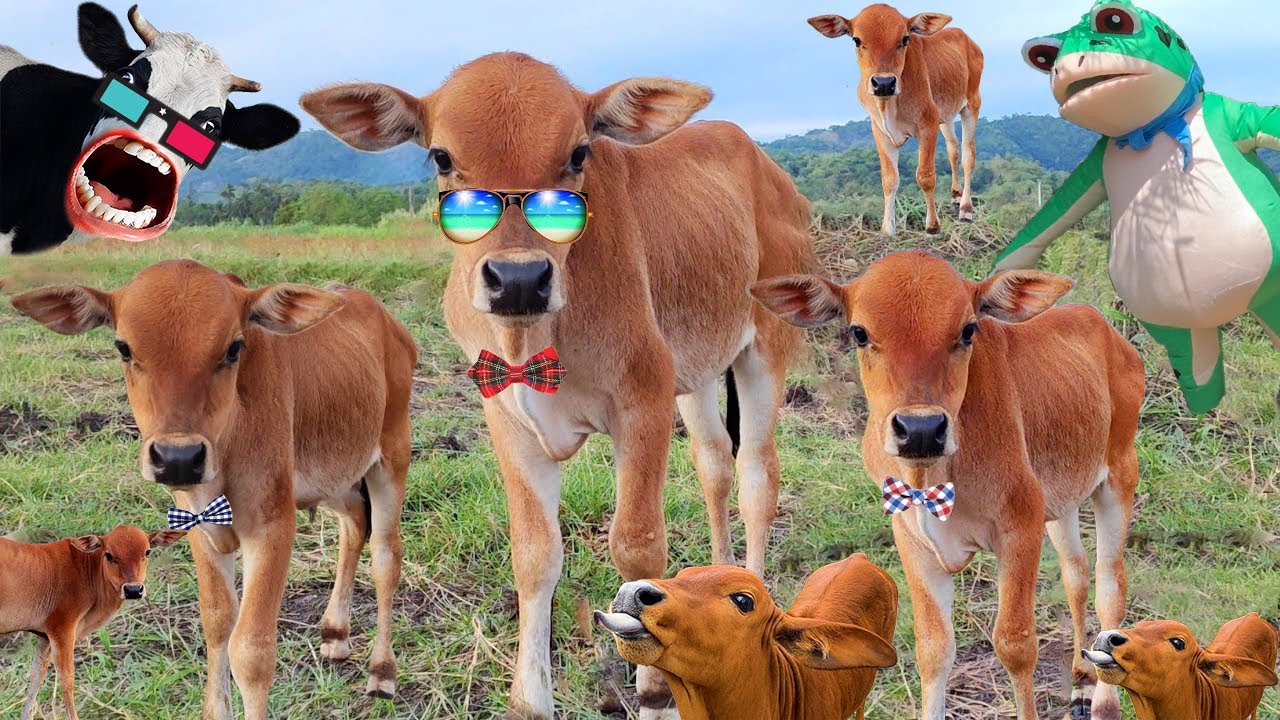 Con bò | Con bò con | Con bò ăn cỏ | Nhạc con bò | Bài hát con bò ...