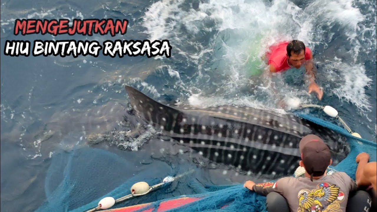 PUKAT CINCIN, Jaring Pukat Ikan Mengejutkan Dapat Ikan Hiu Bintang ...