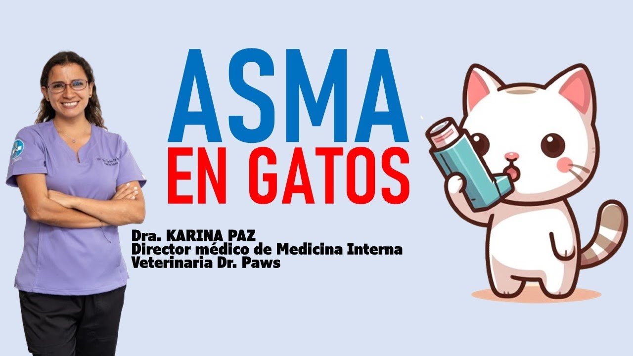 ASMA en GATOS | La Vida con Gatos 24 #lavidacongatos - YouTube