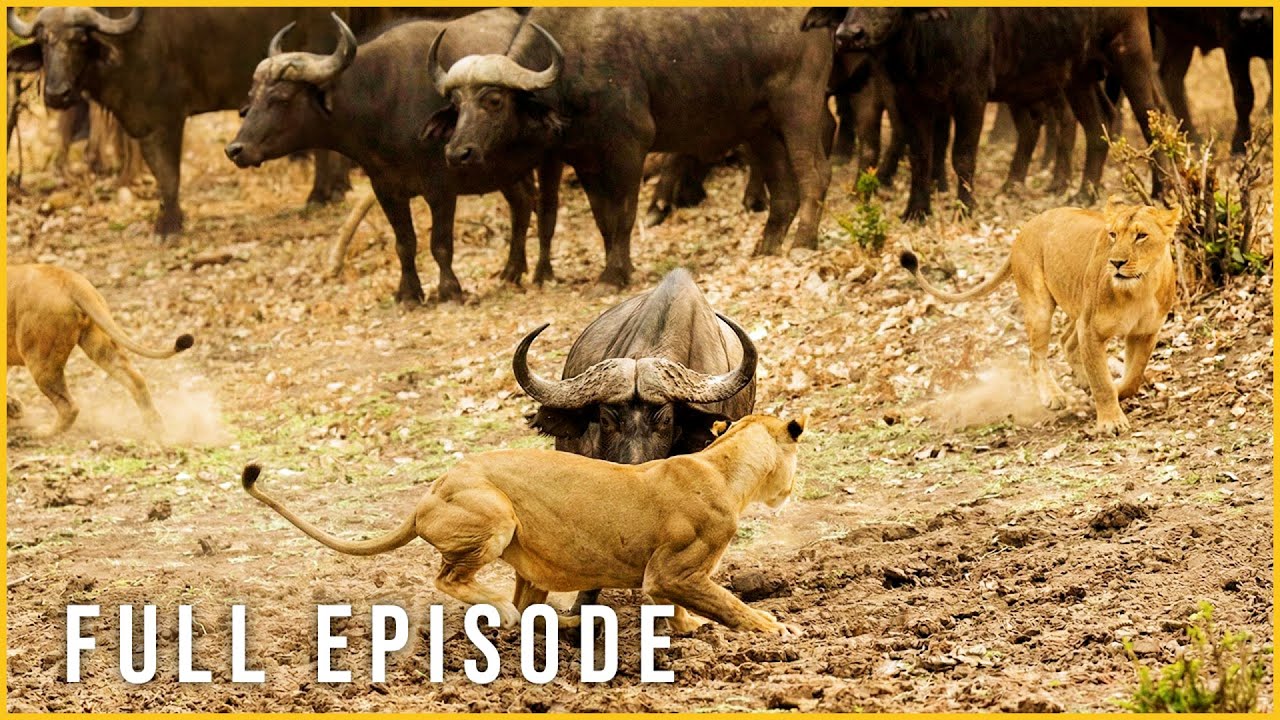 LION DYNASTY – Alone in the Wild: Exiled Lion (Full Episode) | Nature ...