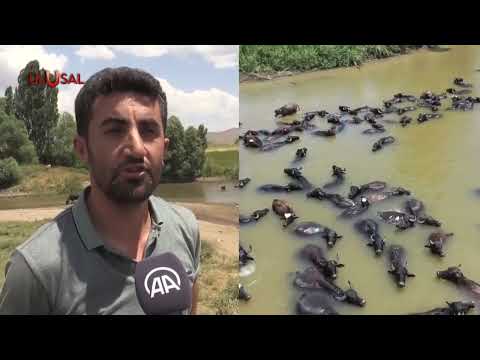 Sıcaktan bunalan mandalar Murat nehri'nde serinletiliyor