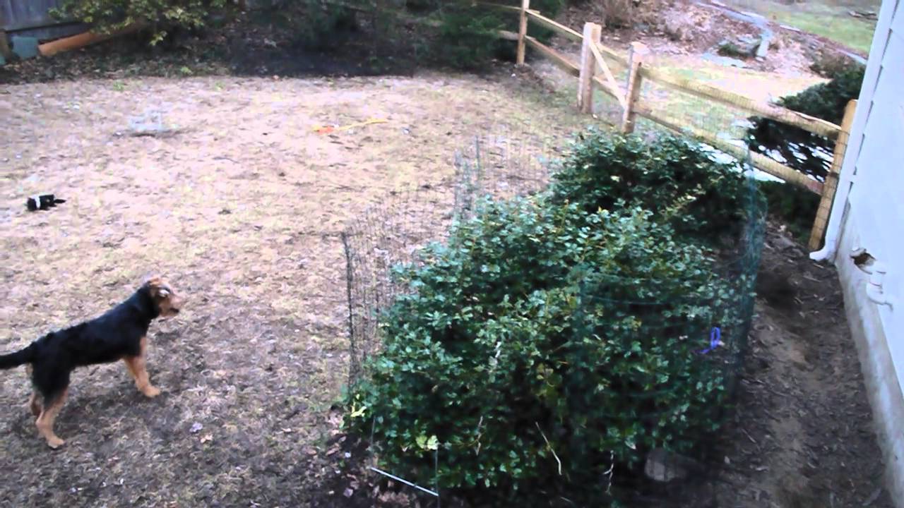 Wire Fox and Welsh Terriers Playing - YouTube