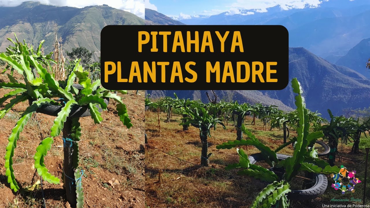 Requisitos para SELECCIONAR plantas MADRE de PITAHAYA - YouTube
