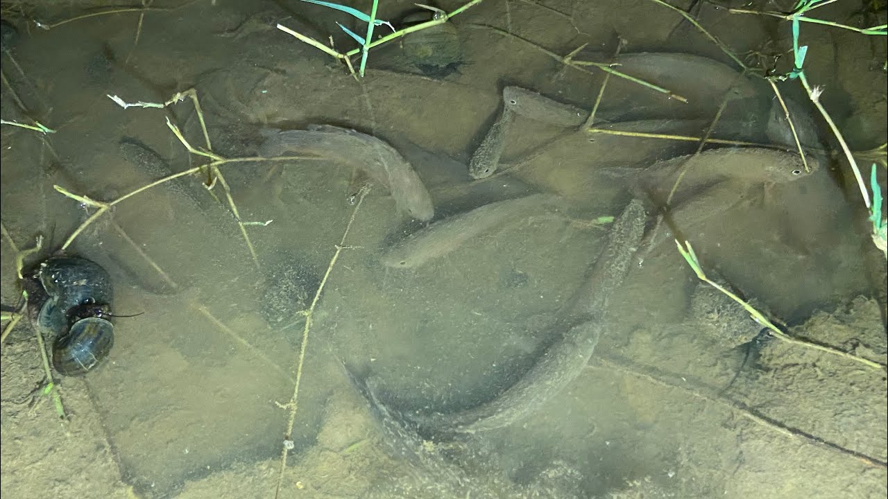 Night Fishing! Found and catch A lot of fish at Night. - YouTube