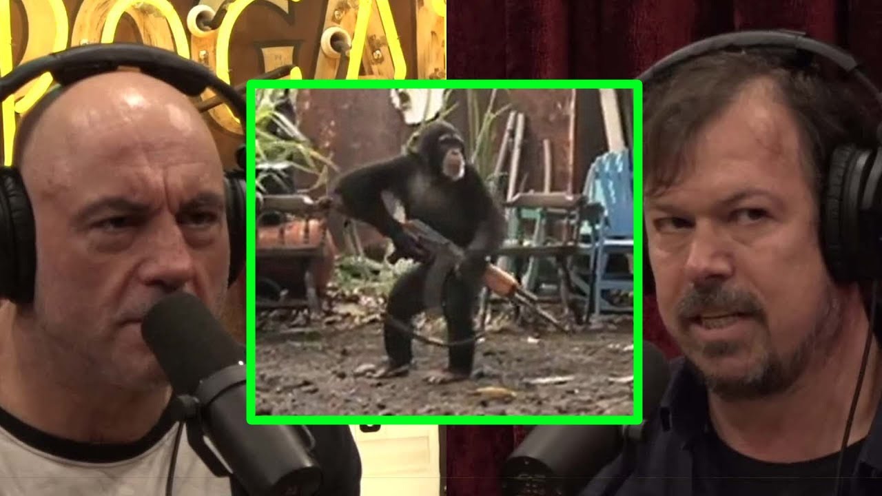 Joe Rogan & James Reed: Chimpanzee tools. They are smarter then we ...