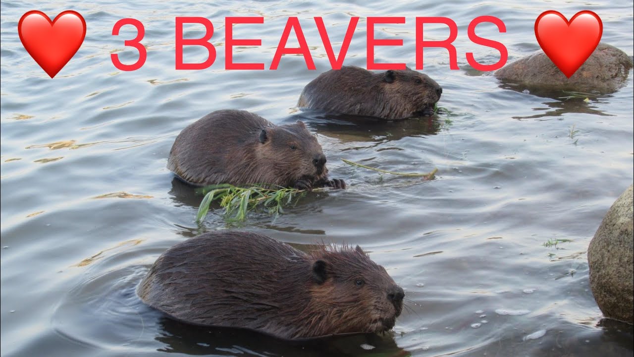 3 BEAVERS ️🦫 ️🦫 ️🦫 ️ - YouTube
