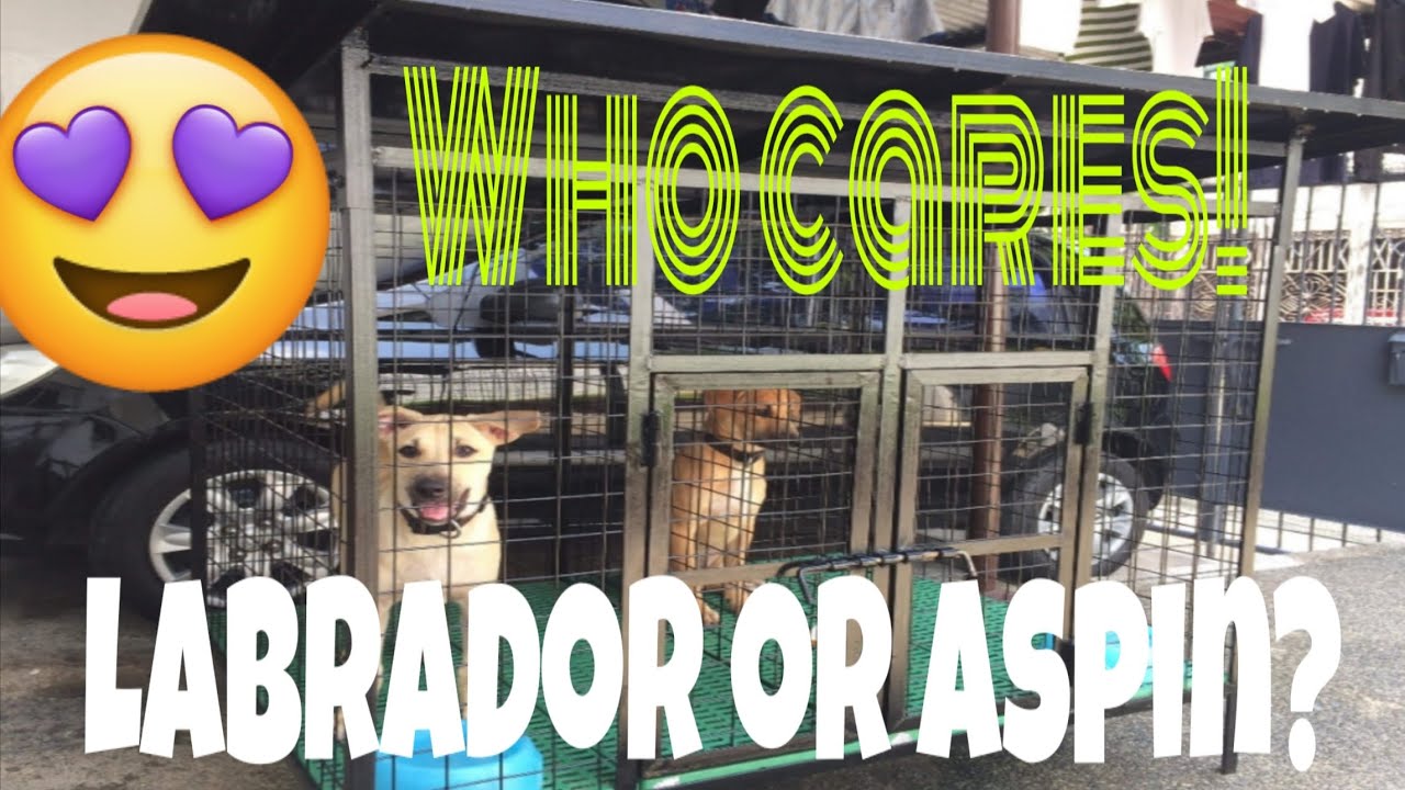 LABRADOR OR ASPIN? Who CARES!!! My Buddies | My Pets, My Doggies ...