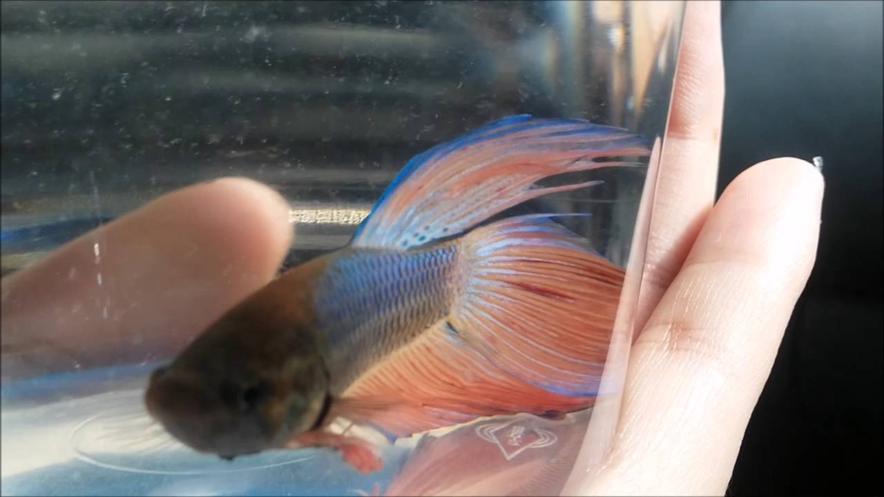 Buying A Pet Fish YouTube buying-a-pet-fish-youtube