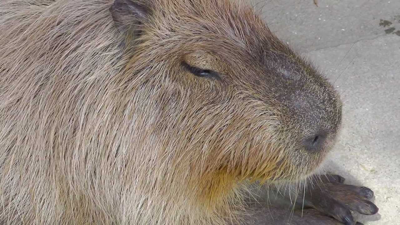 Yasushi Capybara Magnificent Yawn See His Little Tongue靖カピバラ。かわいい舌 ...